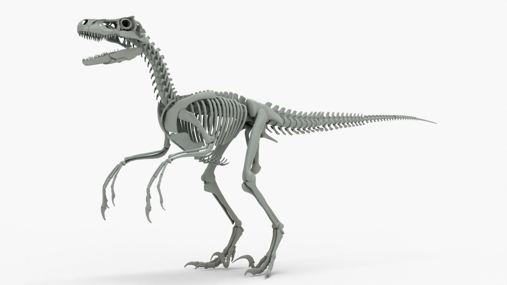 3D Atrociraptor Rigged Skeleton model - TurboSquid 2133874