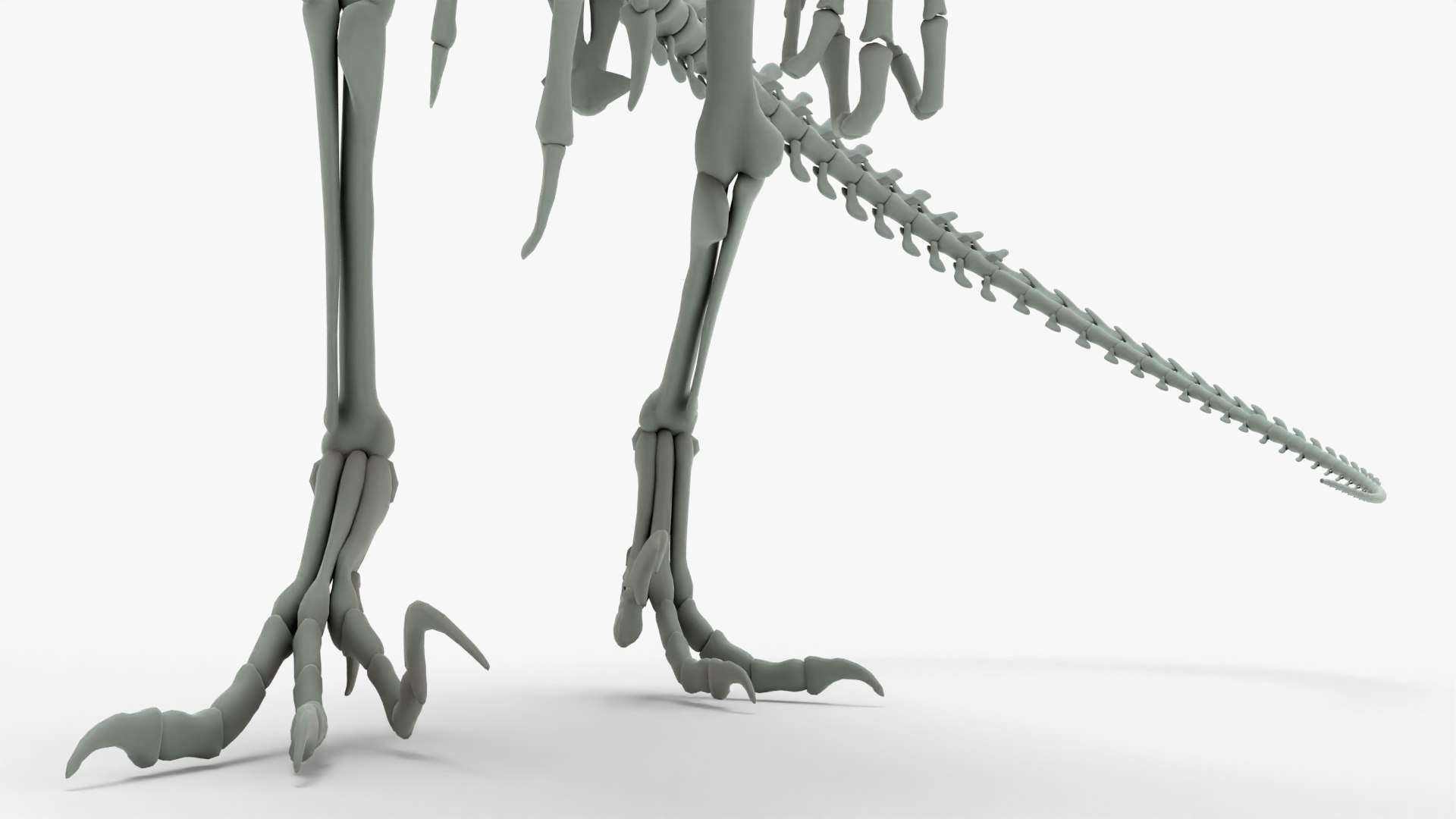 3D Atrociraptor Rigged Skeleton model - TurboSquid 2133874