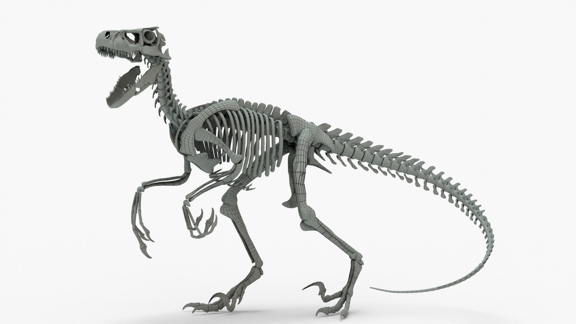 3D Atrociraptor Rigged Skeleton model - TurboSquid 2133874