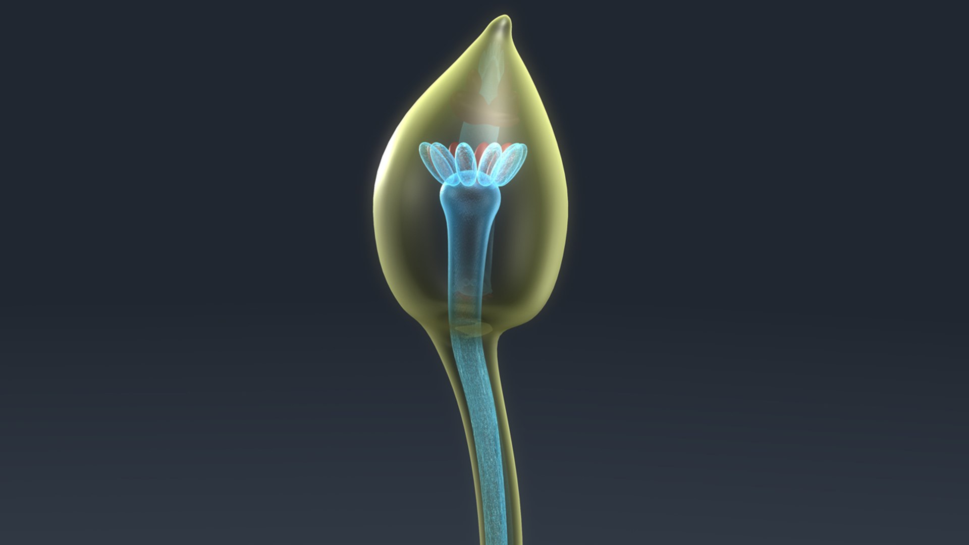 Dictyostelium Dictyostelid Eukaryotic 3d Model