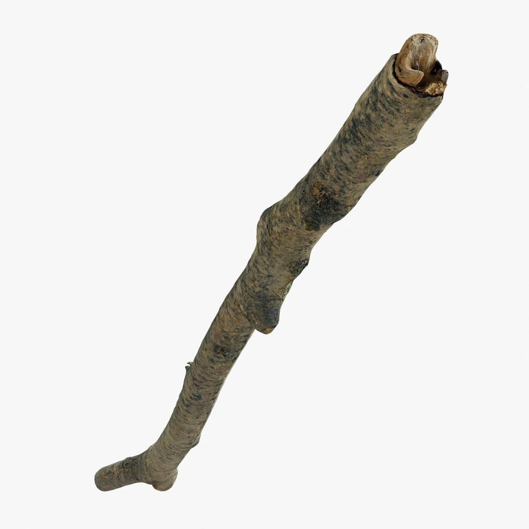 Realistic Branch 02 3D - TurboSquid 1218177