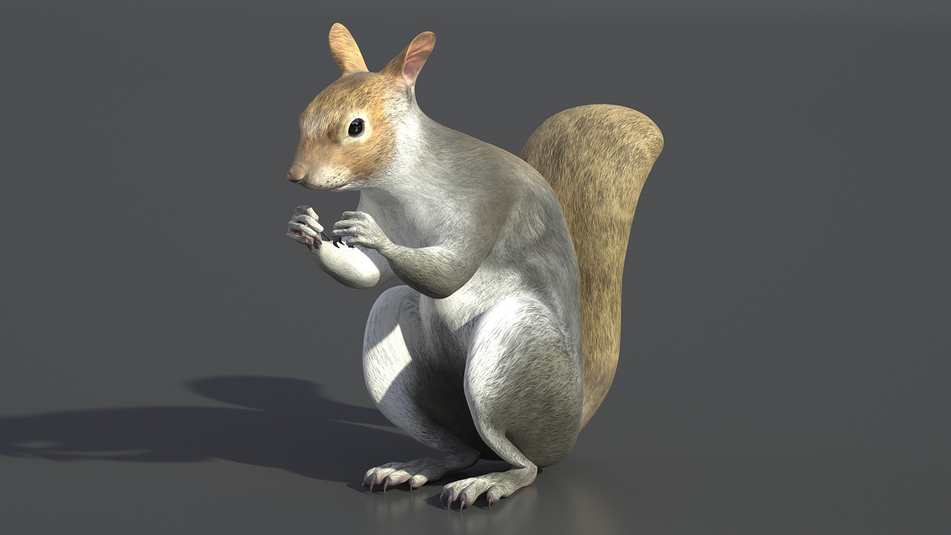3D Model Gray Squirrel In A Sitting Pose - TurboSquid 2269704