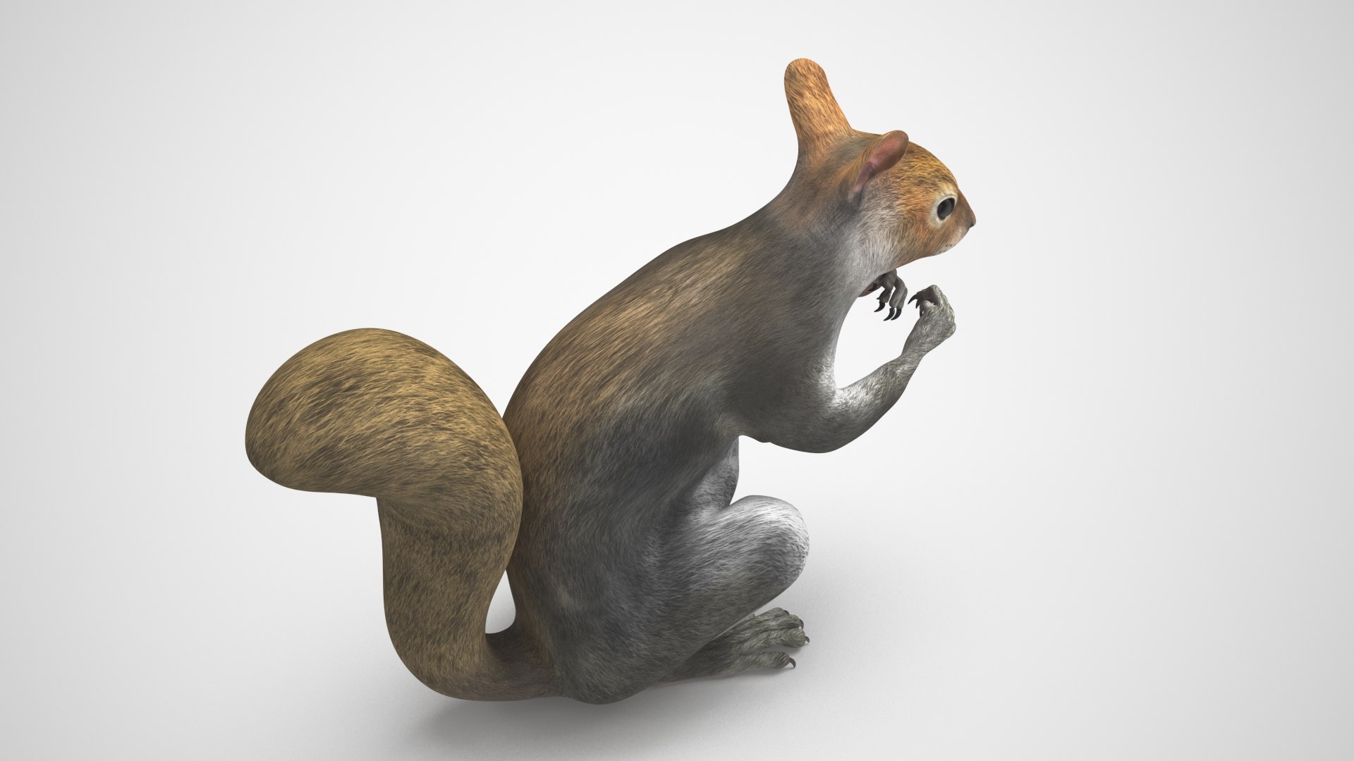 3D Model Gray Squirrel In A Sitting Pose - TurboSquid 2269704