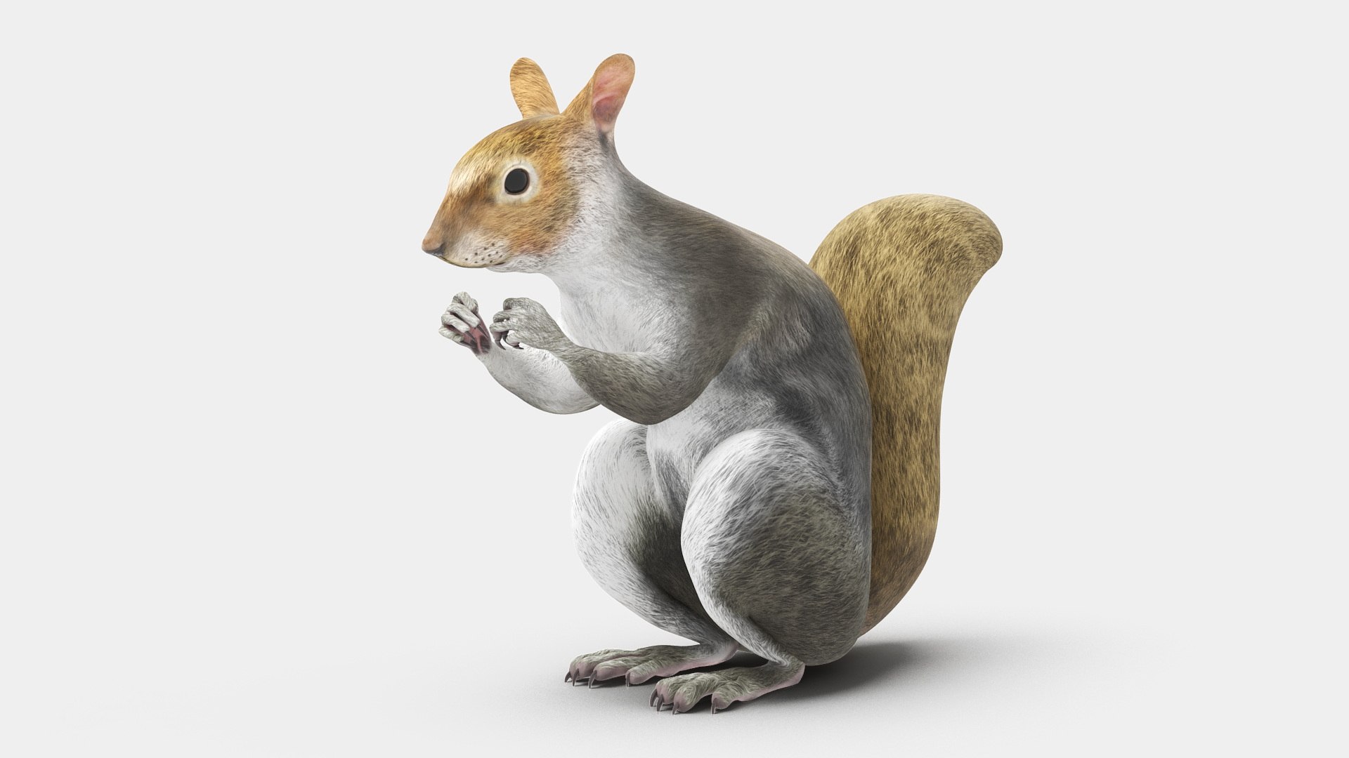 3D Model Gray Squirrel In A Sitting Pose - TurboSquid 2269704
