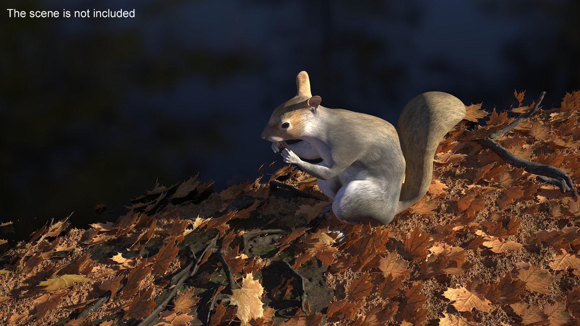 3D Model Gray Squirrel In A Sitting Pose - TurboSquid 2269704