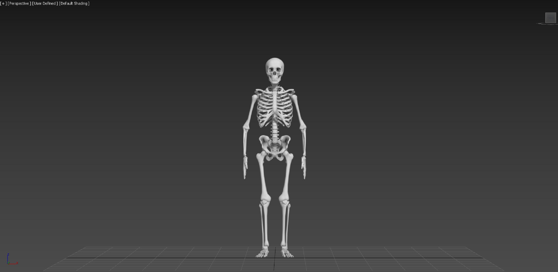 3D Skeleton model - TurboSquid 1956487