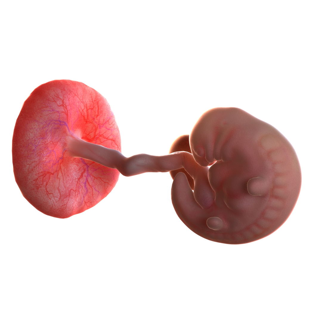 Human Week 6 3D Model - TurboSquid 1175451