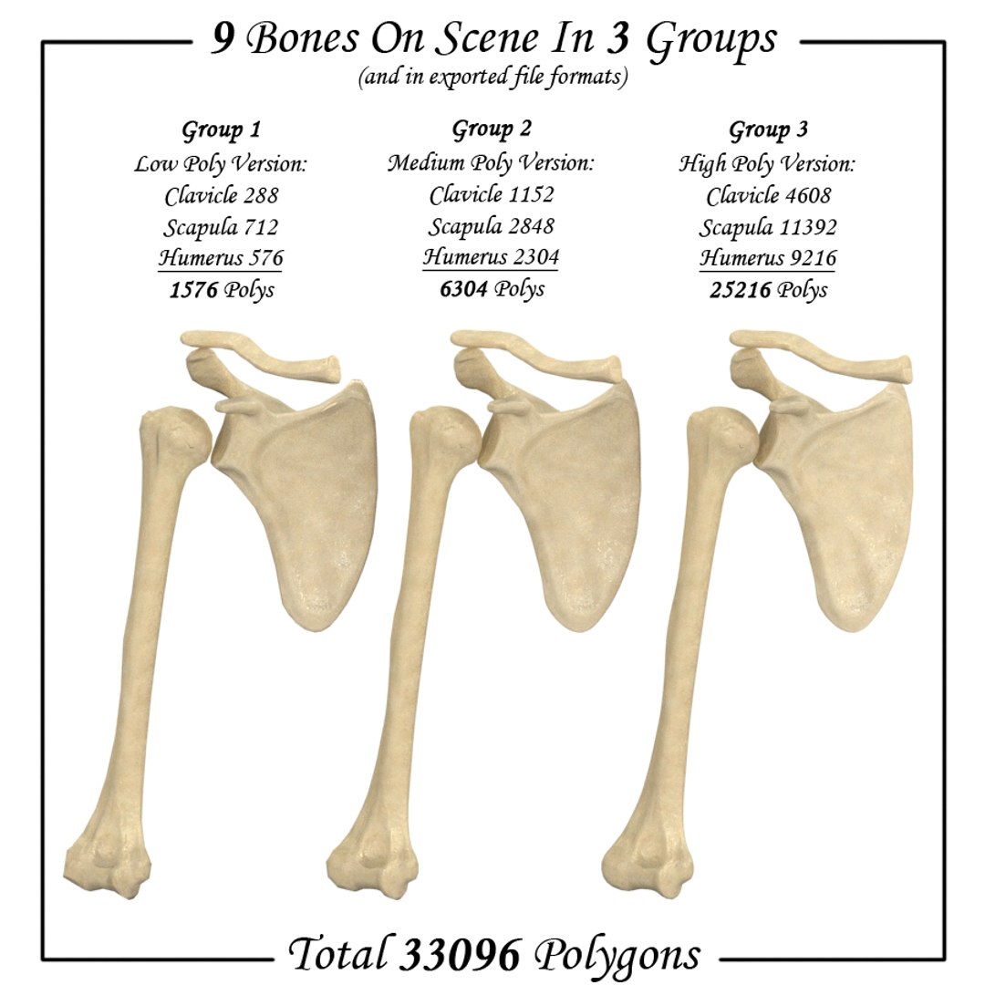 Shoulder Joint Configuration Bones Ma