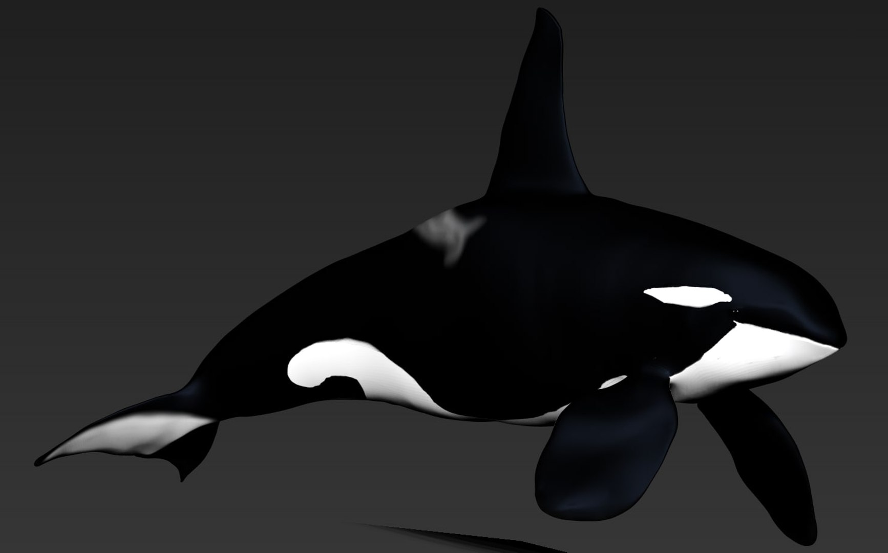 Orca Male Bull 3D - TurboSquid 1189751
