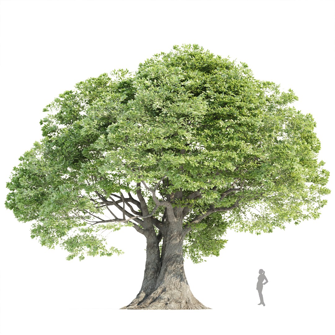 3D Landscape Tree Vol 165 Model - TurboSquid 2000920