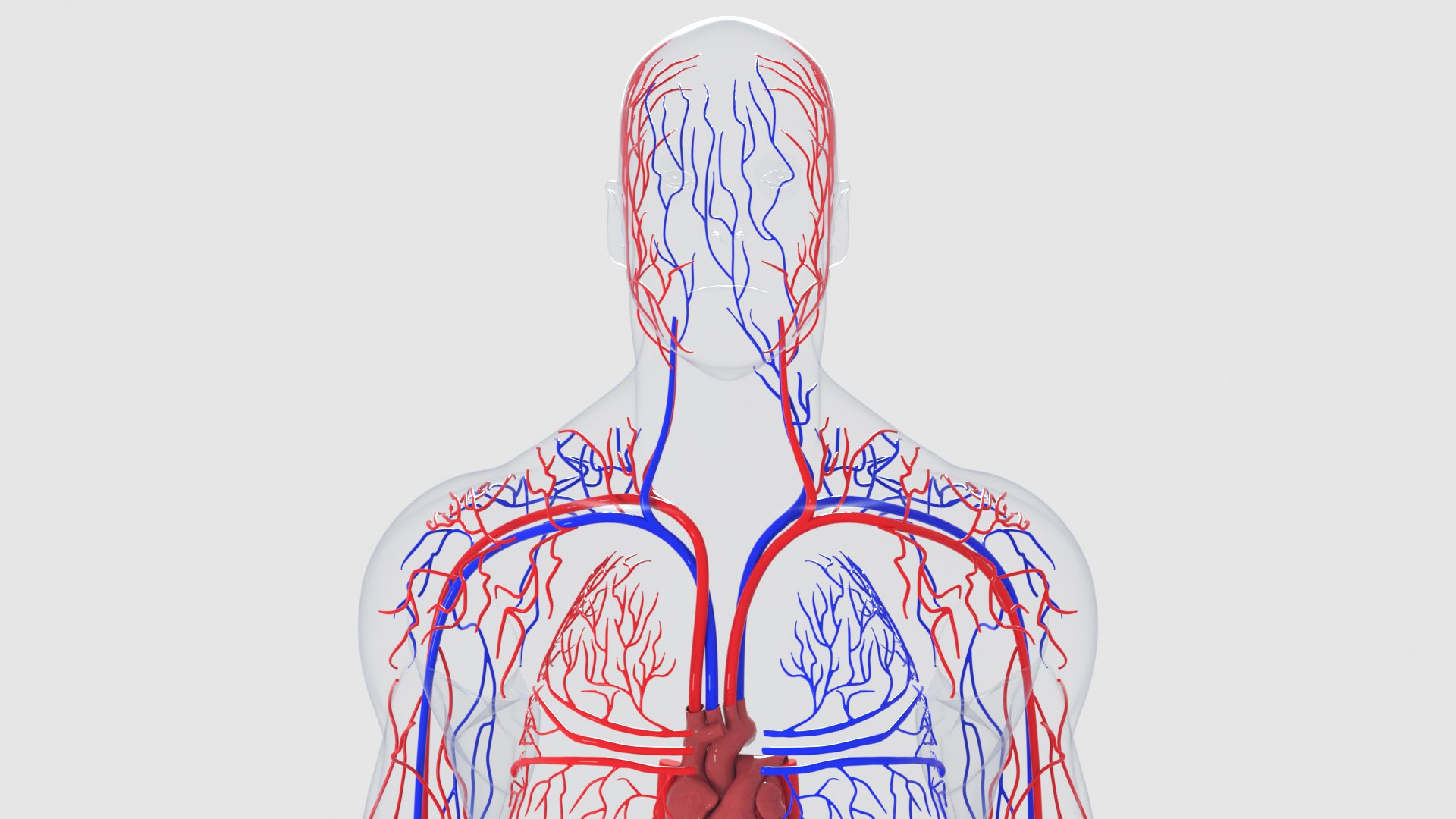 3D Human Circulatory Model - TurboSquid 1533194