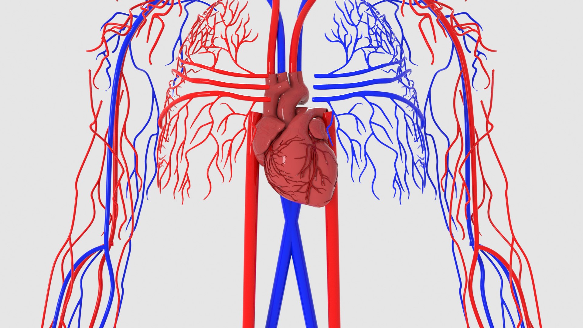 3D Human Circulatory Model - TurboSquid 1533194