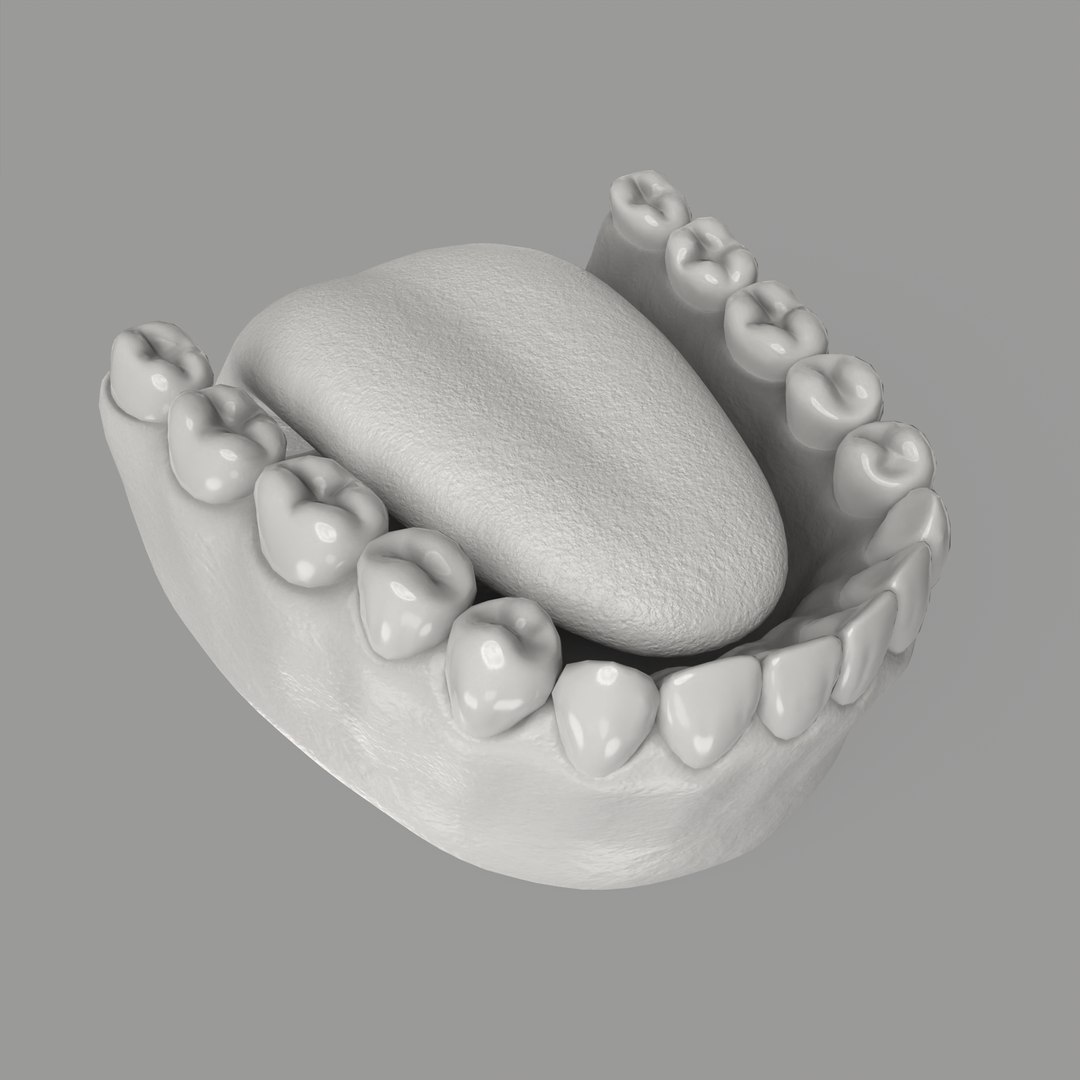 Mouth - Teeth Gums Tongue model - TurboSquid 2122167