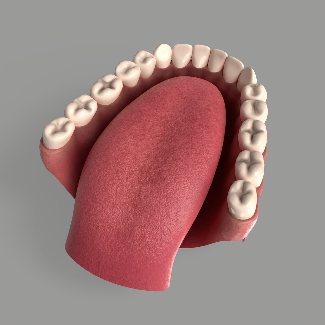 Mouth - Teeth Gums Tongue model - TurboSquid 2122167