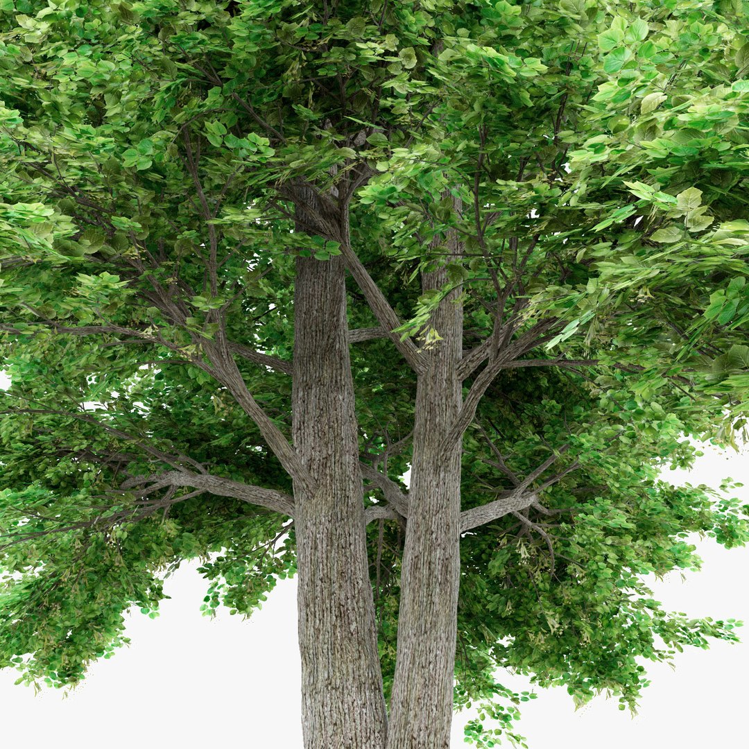 3D Tree Linden Model - TurboSquid 1156121