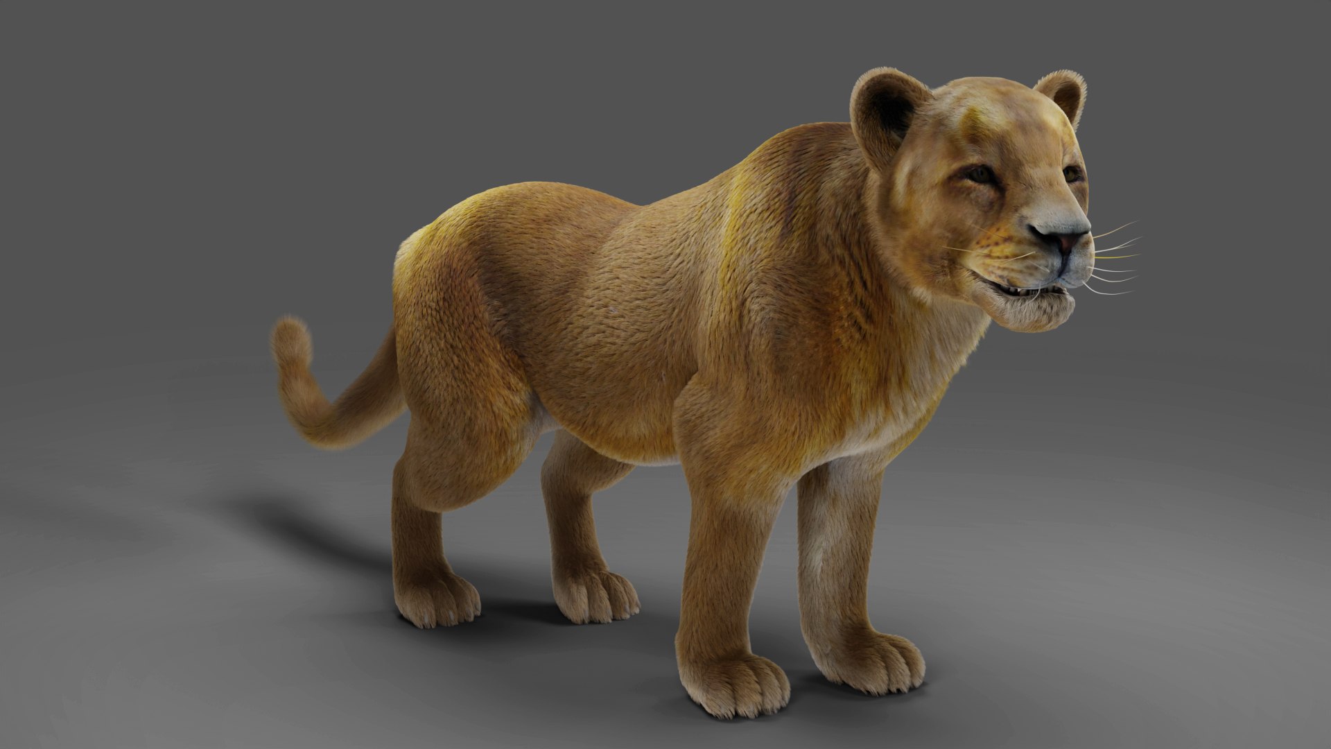 3D Fur Lioness V02 Rigged And Animation In Unity - TurboSquid 2034834