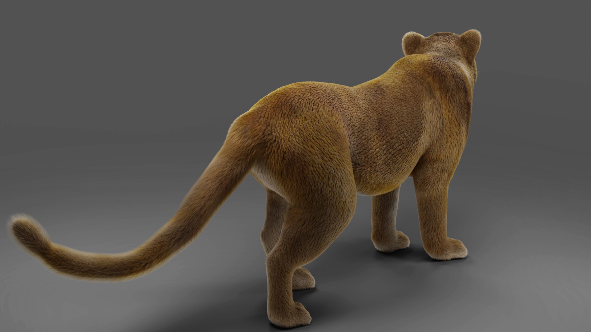 3D Fur Lioness V02 Rigged And Animation In Unity - TurboSquid 2034834