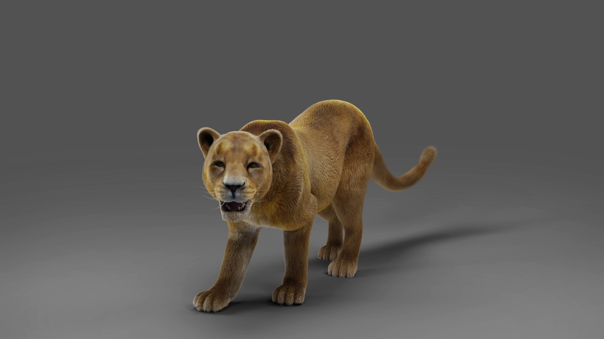 3D Fur Lioness V02 Rigged And Animation In Unity - TurboSquid 2034834