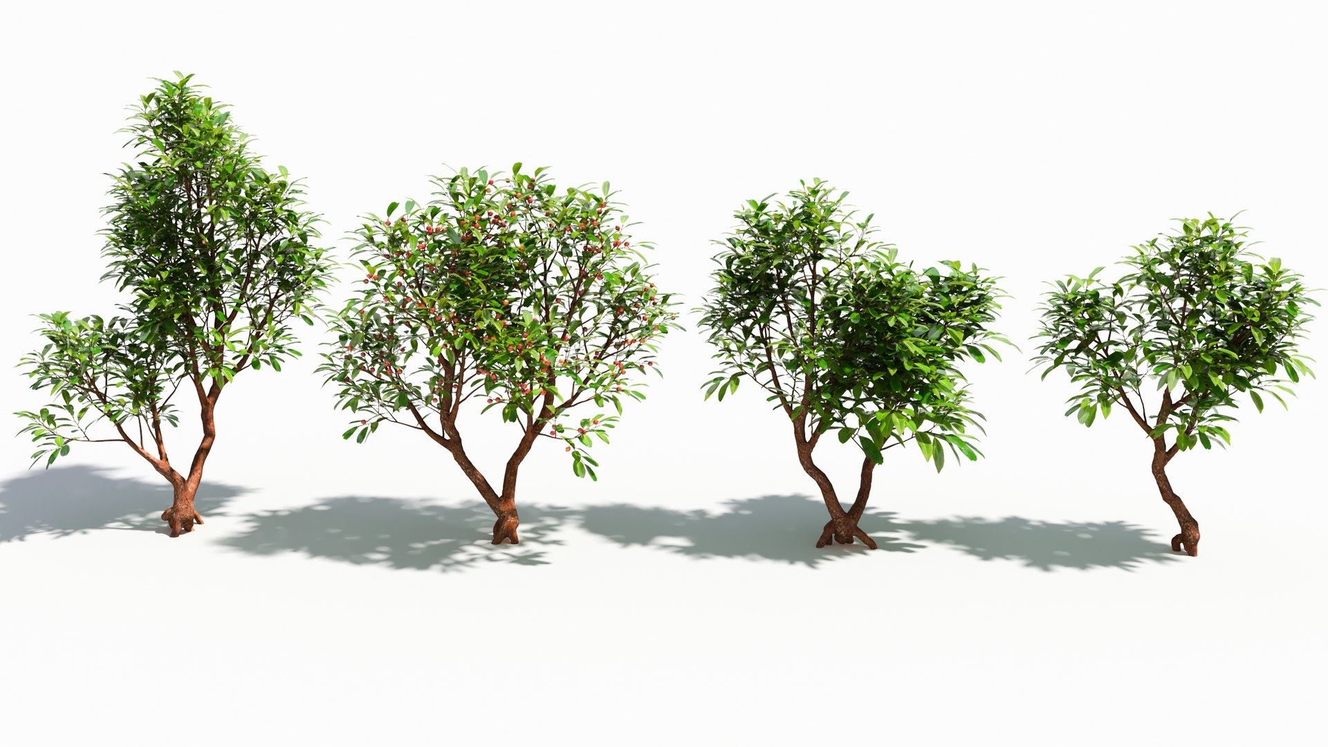 Arbutus Tree 3D Model - TurboSquid 2015120