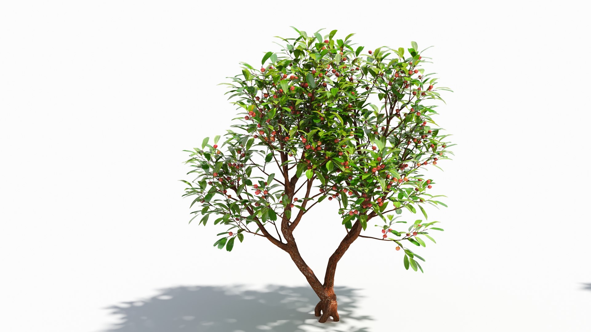 Arbutus Tree 3D Model - TurboSquid 2015120