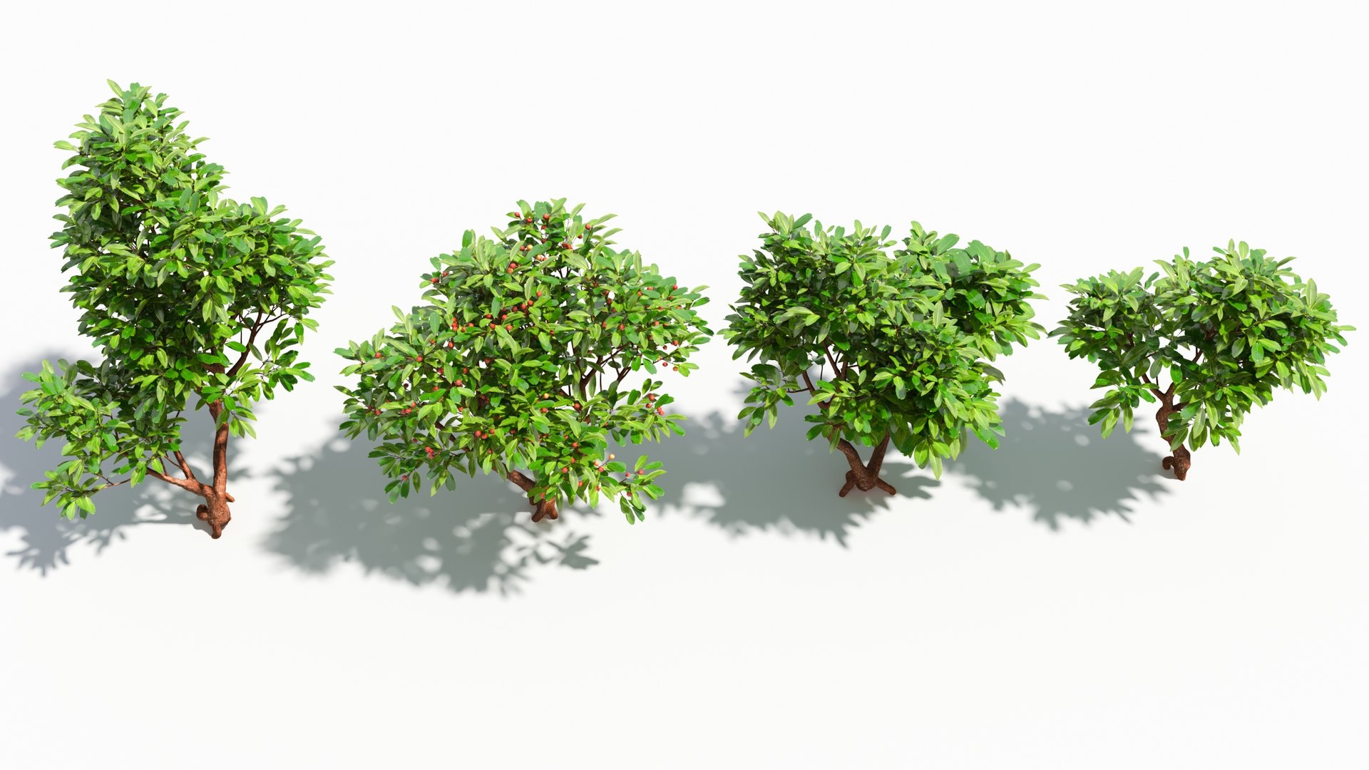 Arbutus Tree 3D Model - TurboSquid 2015120