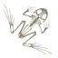 Frog Skeleton 3d Model