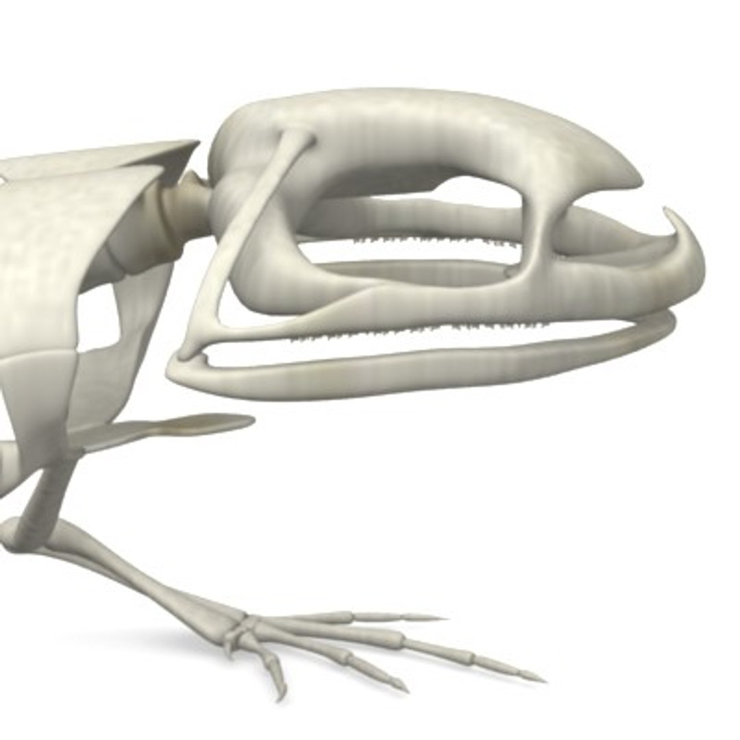 Frog Skeleton 3d Model