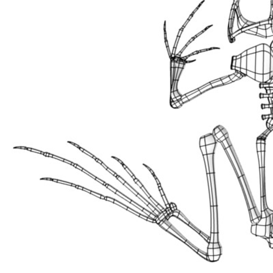 Frog Skeleton 3d Model