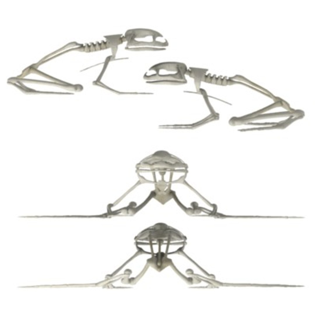 Frog Skeleton 3d Model