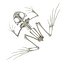 Frog Skeleton 3d Model