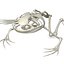 Frog Skeleton 3d Model