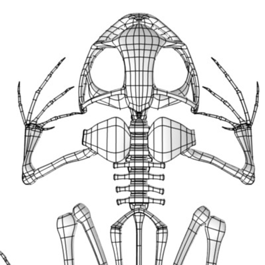 Frog Skeleton 3d Model