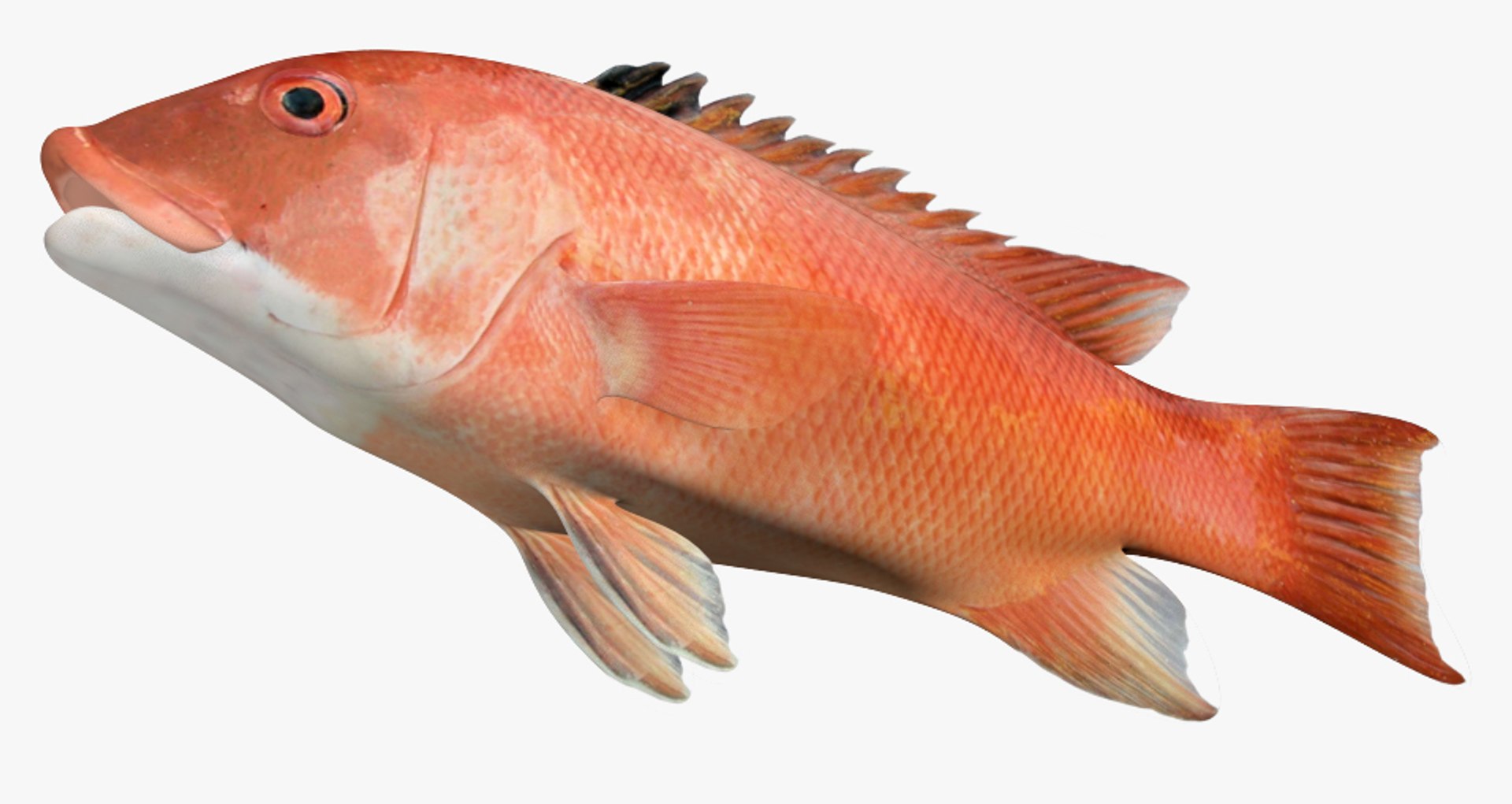 Saltwater Fish Collection 23 3D Model - TurboSquid 1837567