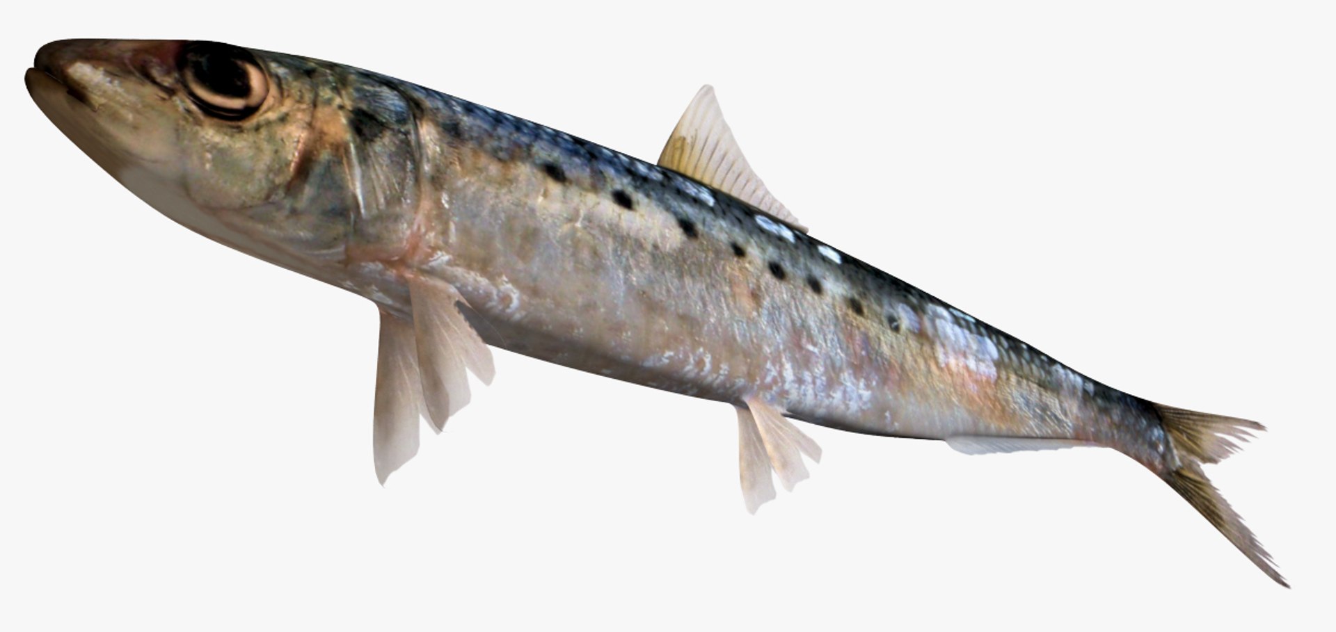 Saltwater Fish Collection 23 3D Model - TurboSquid 1837567