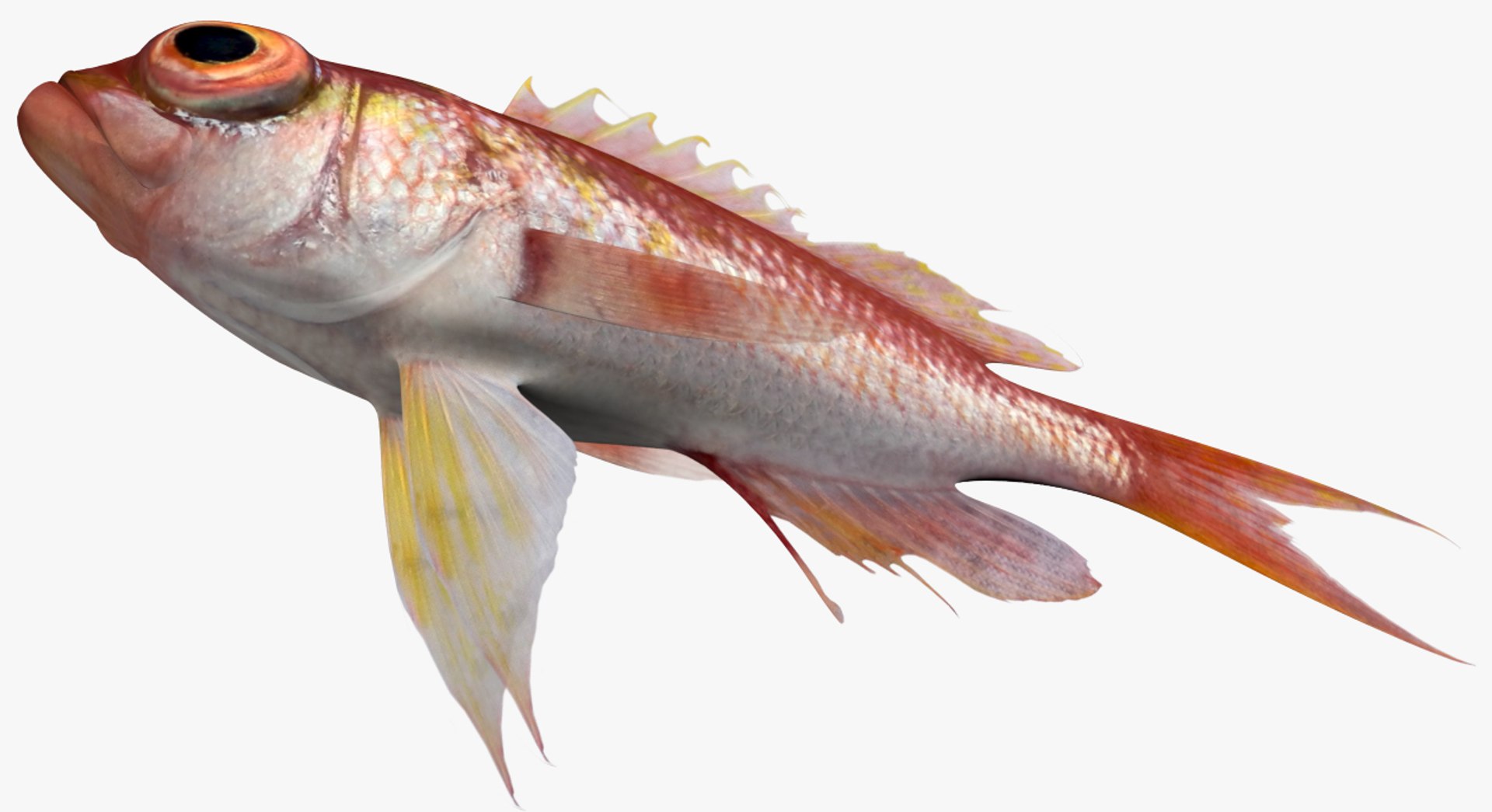 Saltwater Fish Collection 23 3D Model - TurboSquid 1837567