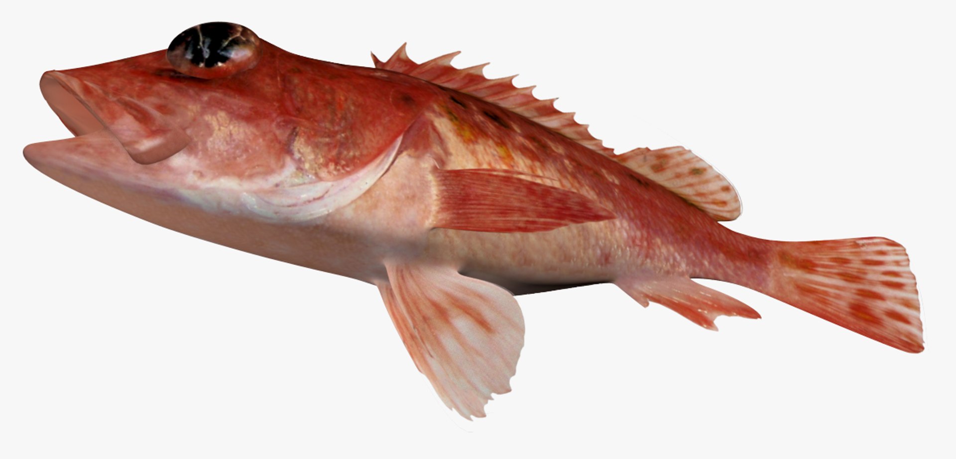 Saltwater Fish Collection 23 3D Model - TurboSquid 1837567