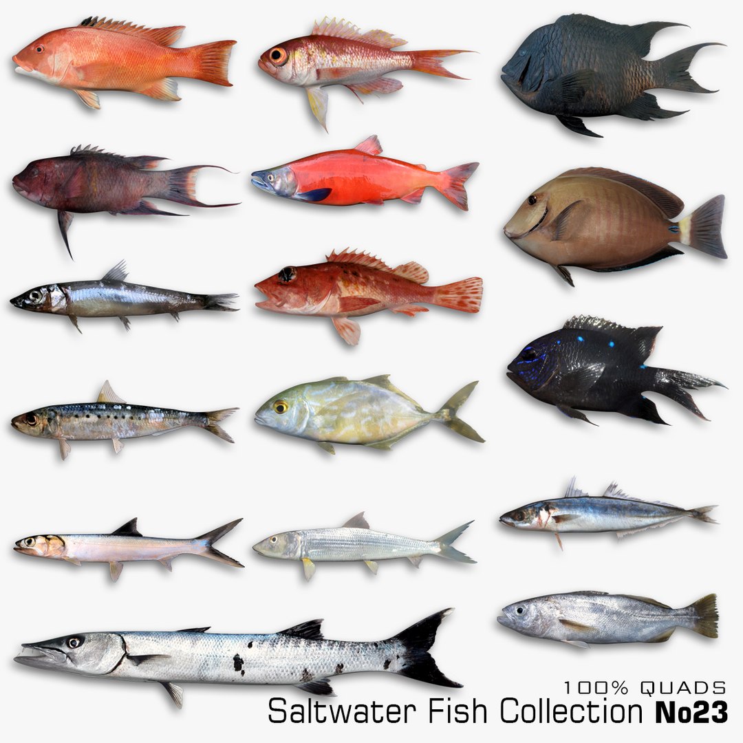 Saltwater Fish Collection 23 3D Model - TurboSquid 1837567
