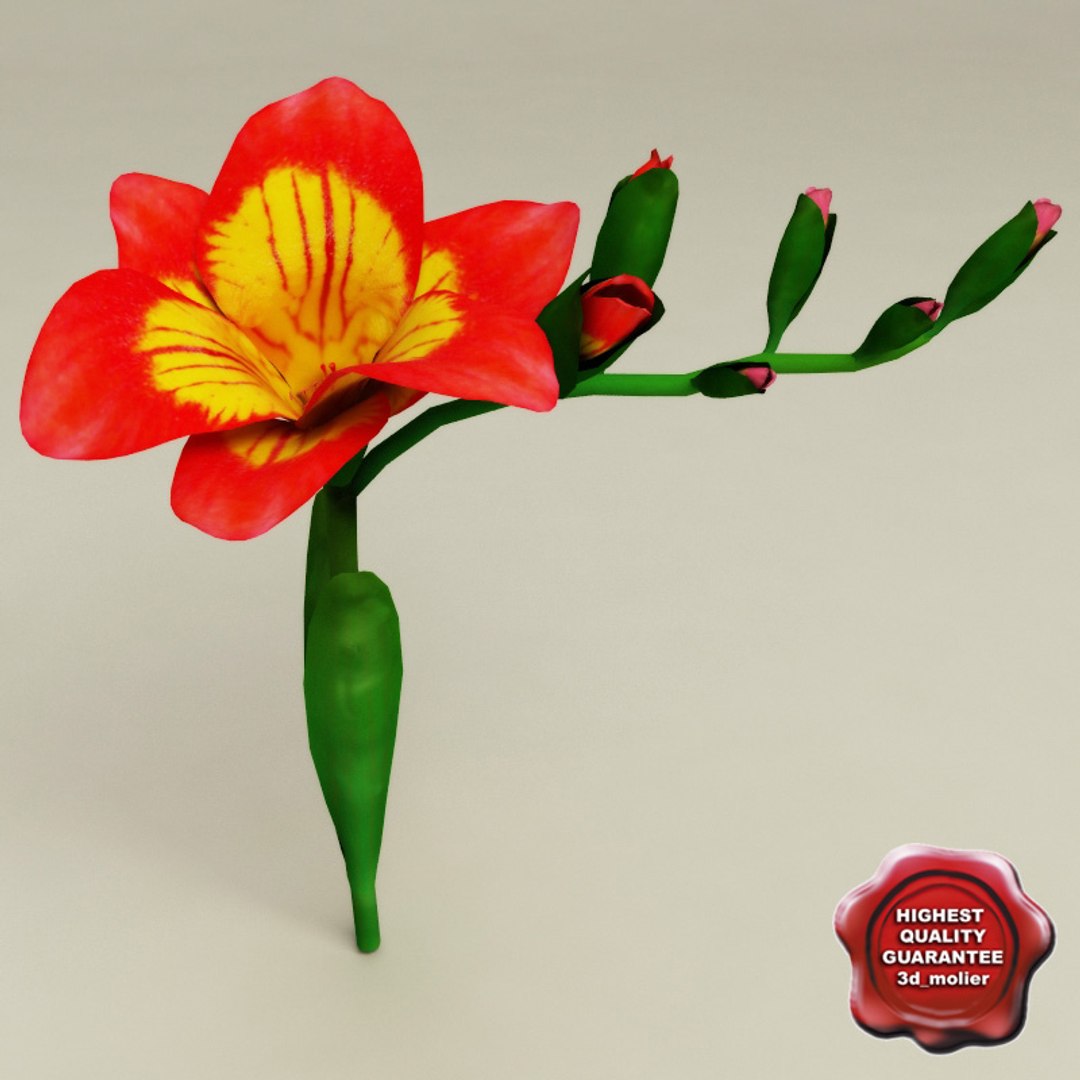 Freesia Modelled 3d 3ds