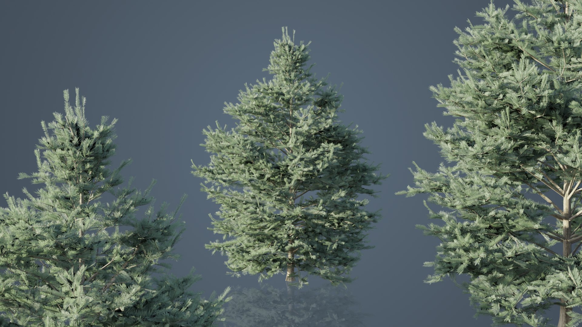 3D Model White Fir Trees - TurboSquid 1761658
