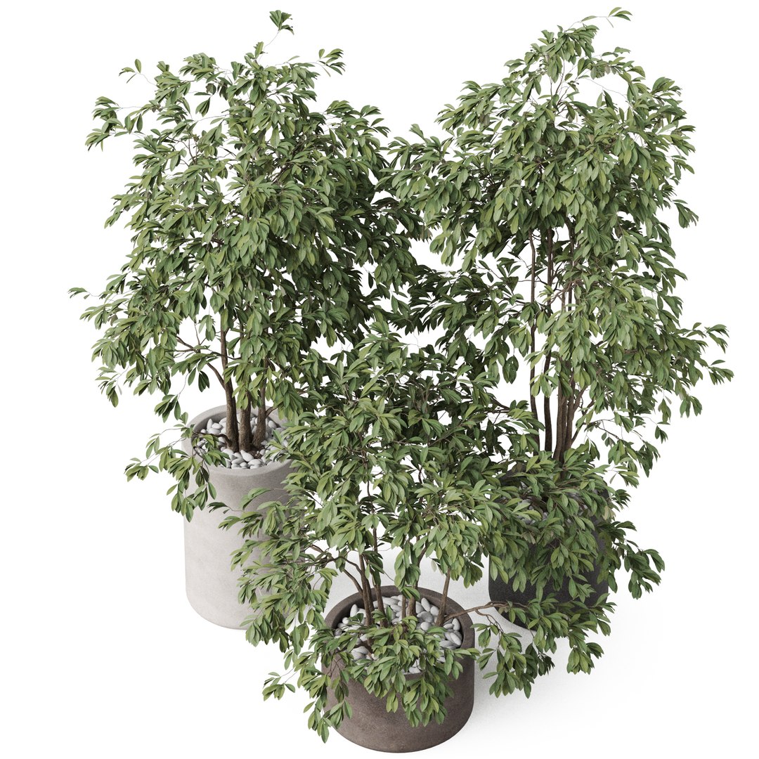 3D Model Plants Collection 896 - TurboSquid 2032641