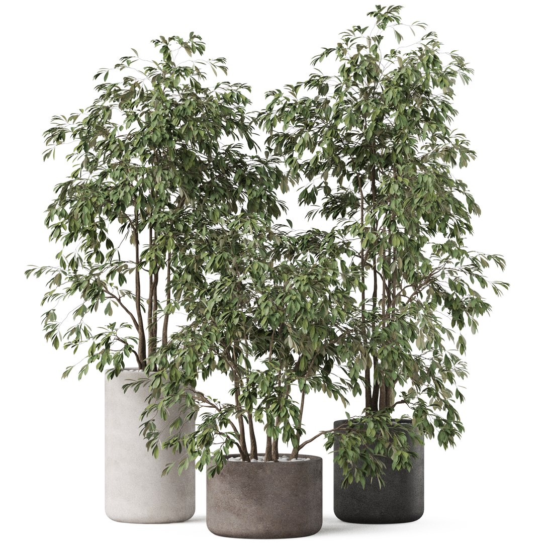 3D Model Plants Collection 896 - TurboSquid 2032641