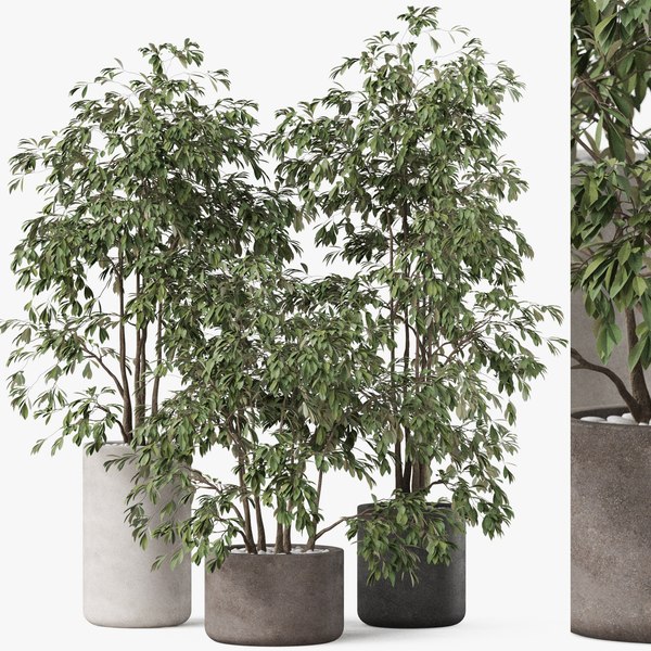 3D model Plants collection 896 - TurboSquid 2032641