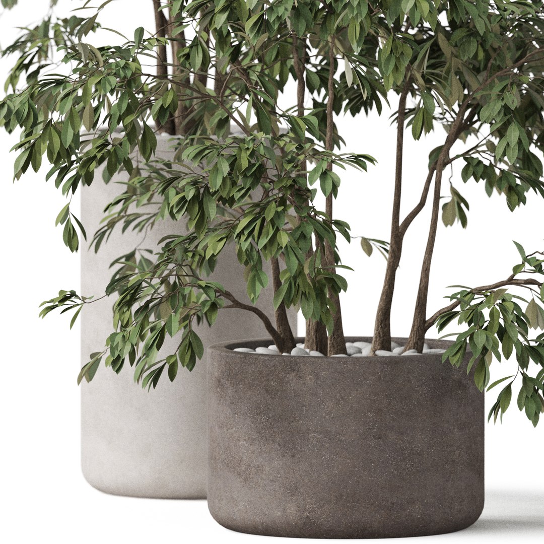 3D Model Plants Collection 896 - TurboSquid 2032641