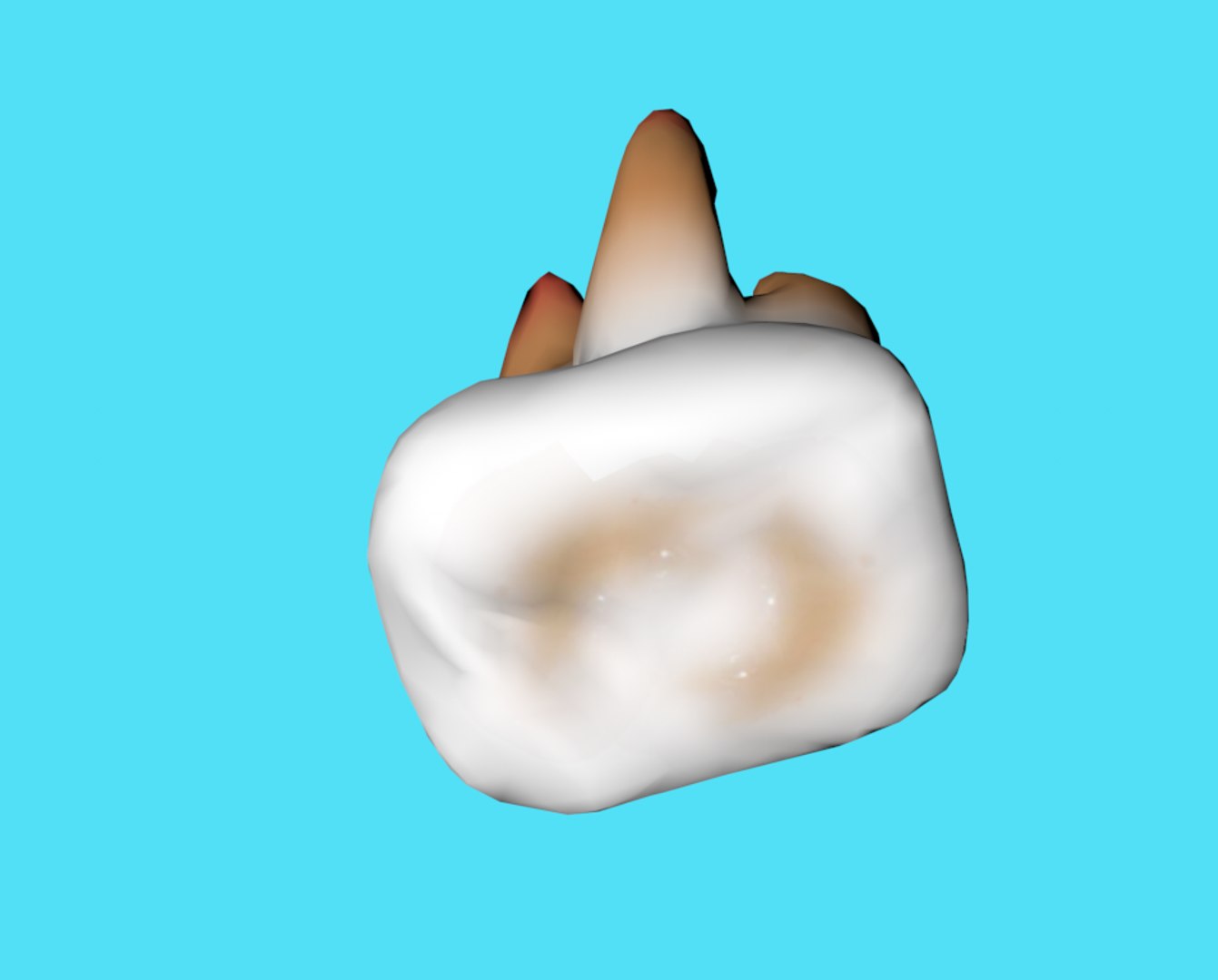 Molar Tooth 3d Model