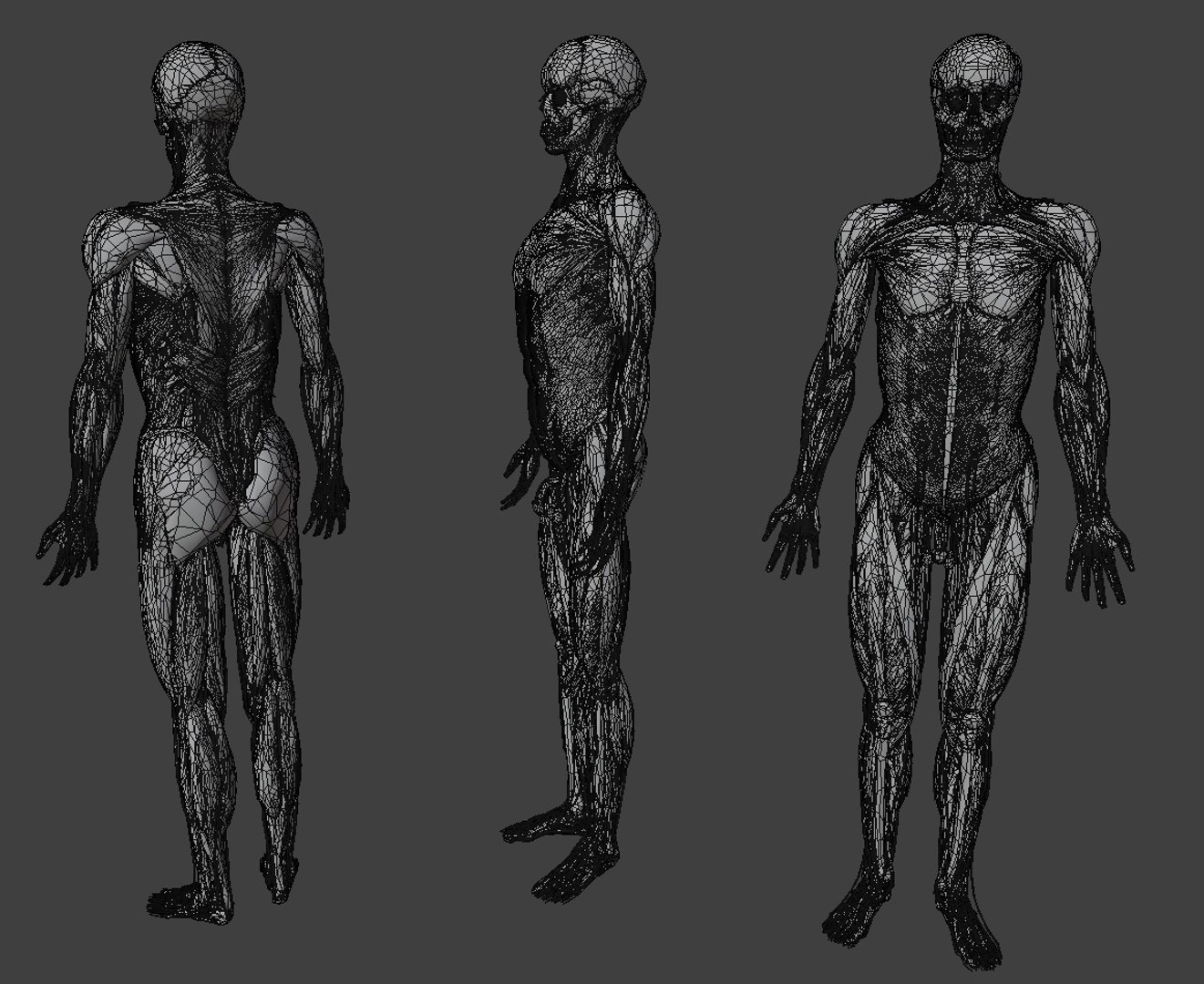 Human Anatomy Xray Animated 3D Model - TurboSquid 1815768