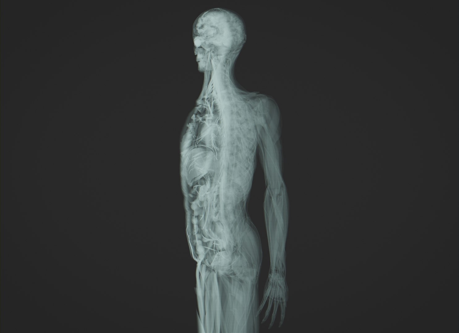 Human Anatomy Xray Animated 3D Model - TurboSquid 1815768