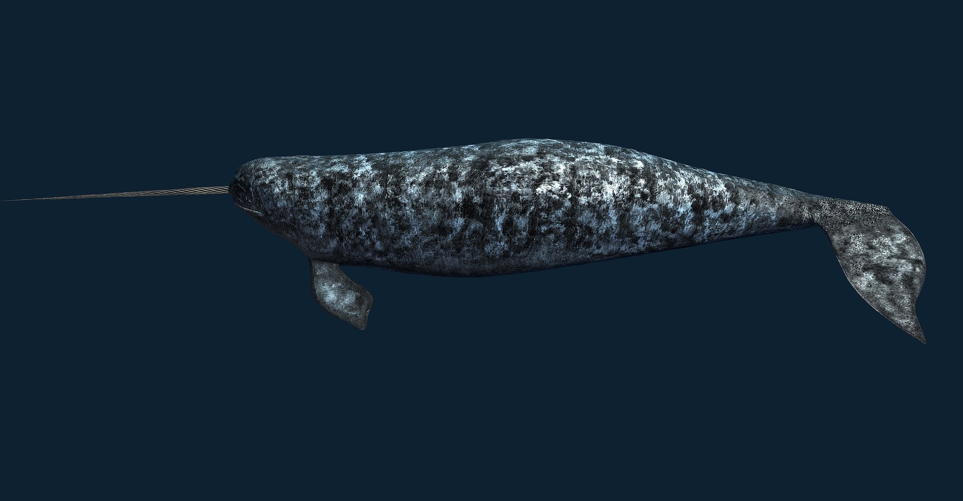 Lwo Narwhal Whale