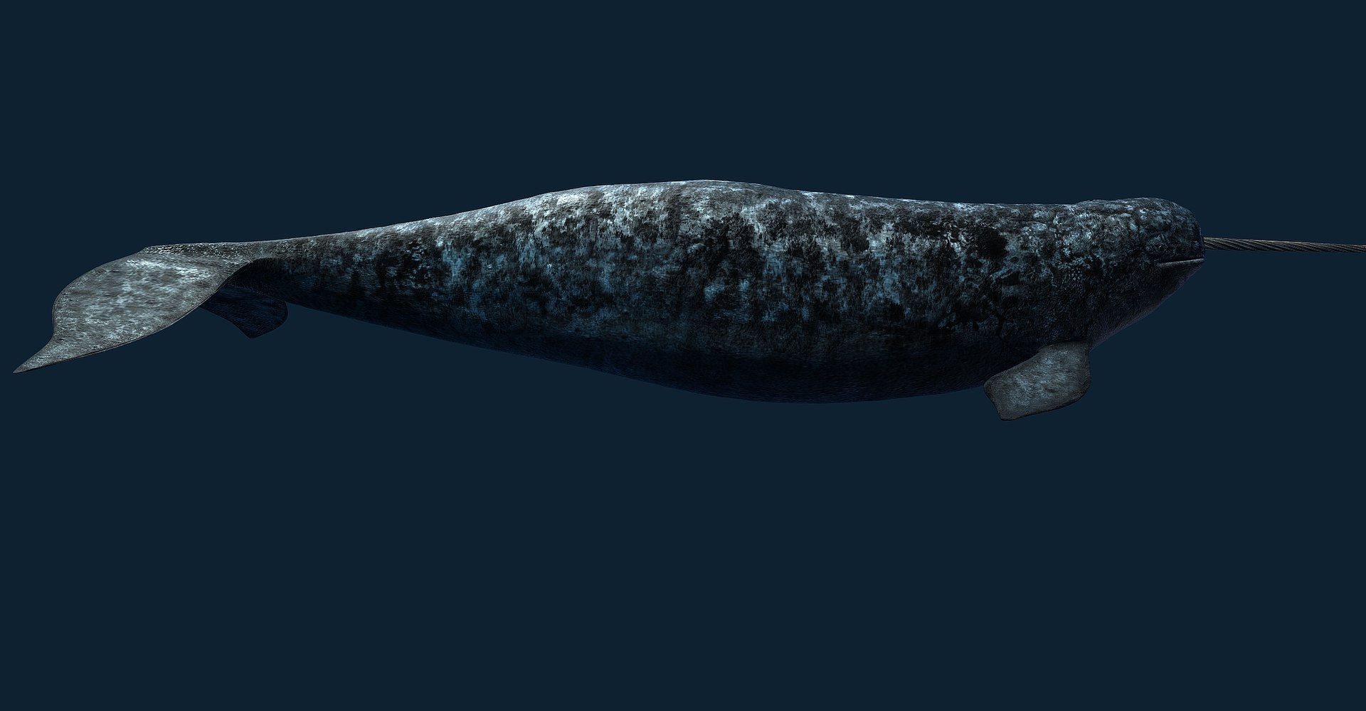 Lwo Narwhal Whale