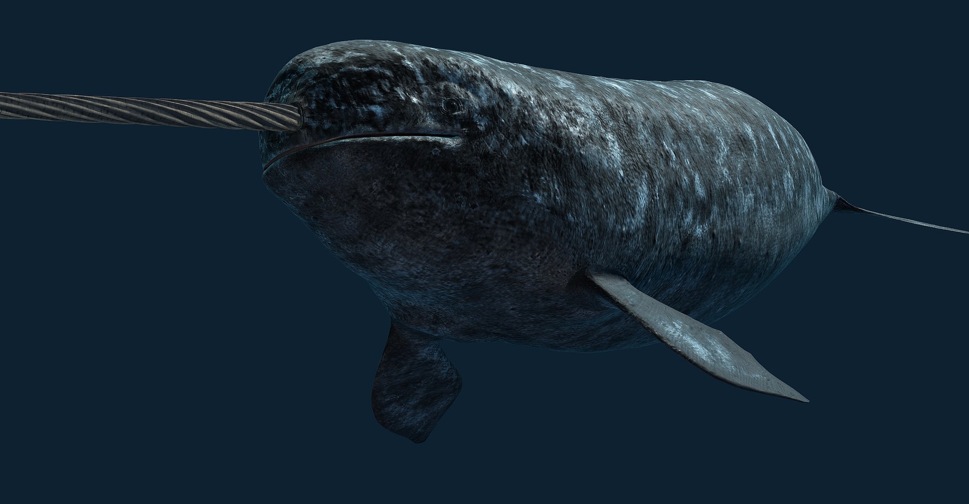 Lwo Narwhal Whale