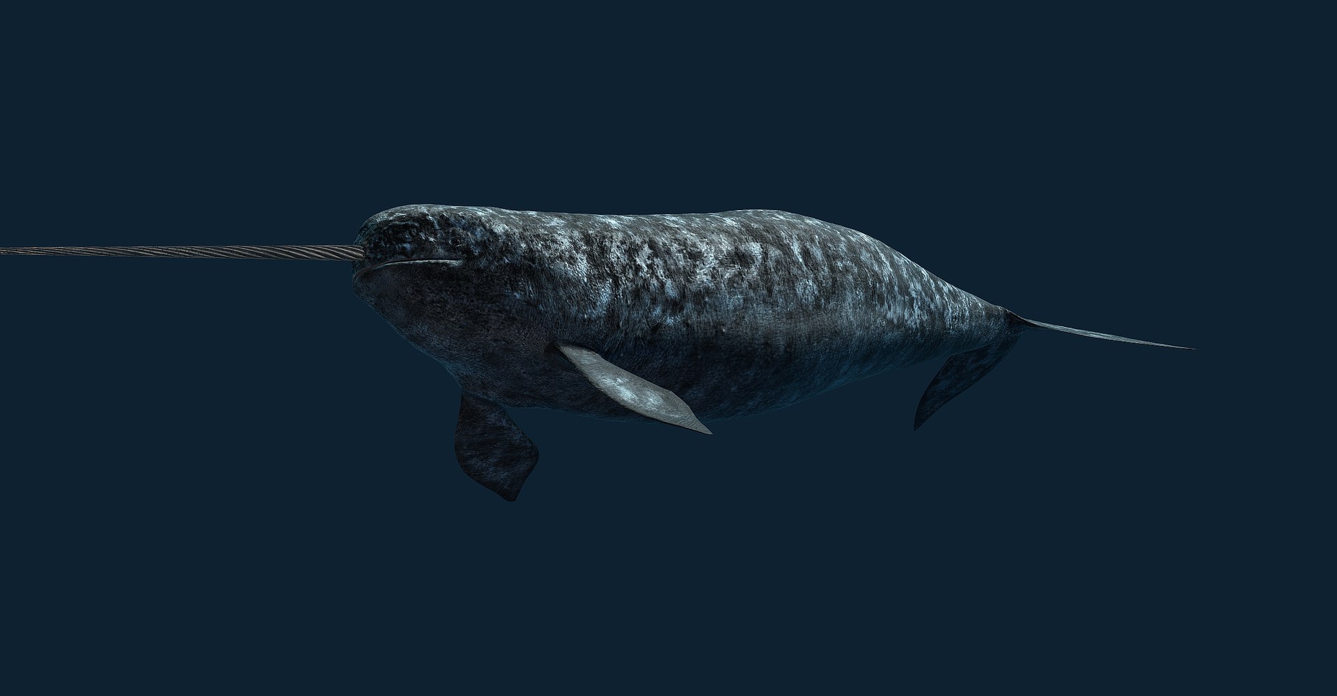 Lwo Narwhal Whale